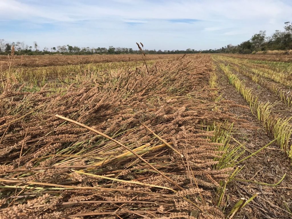 Voicevale's 2018 Chia Harvest - Voicevale Ltd